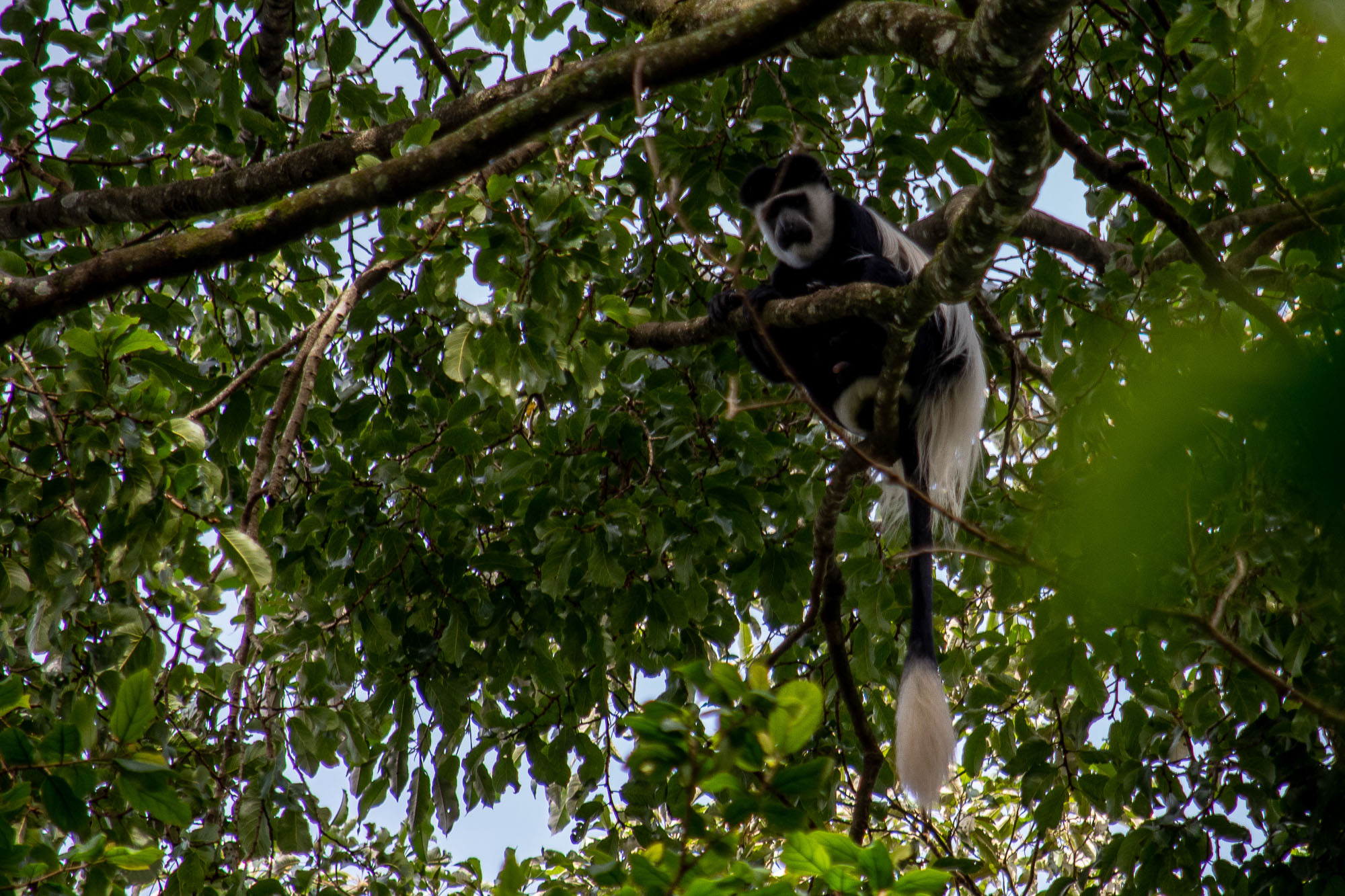 Crying Stone Kakamega - Bigartta Group